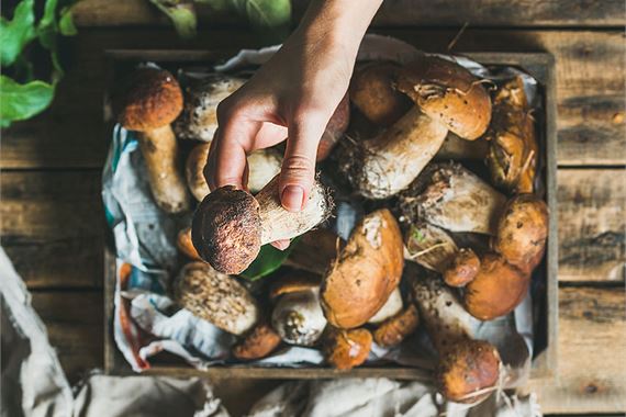 Pieni sieniopas - Valio