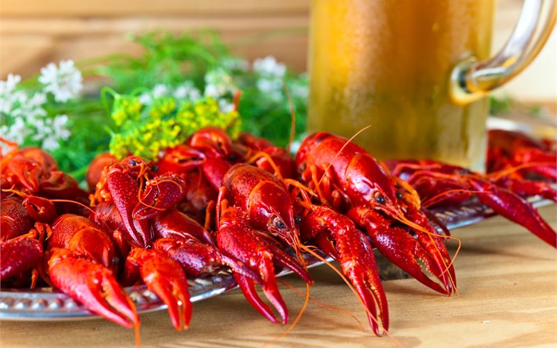 Så här äter du kräftor - Valio Sverige