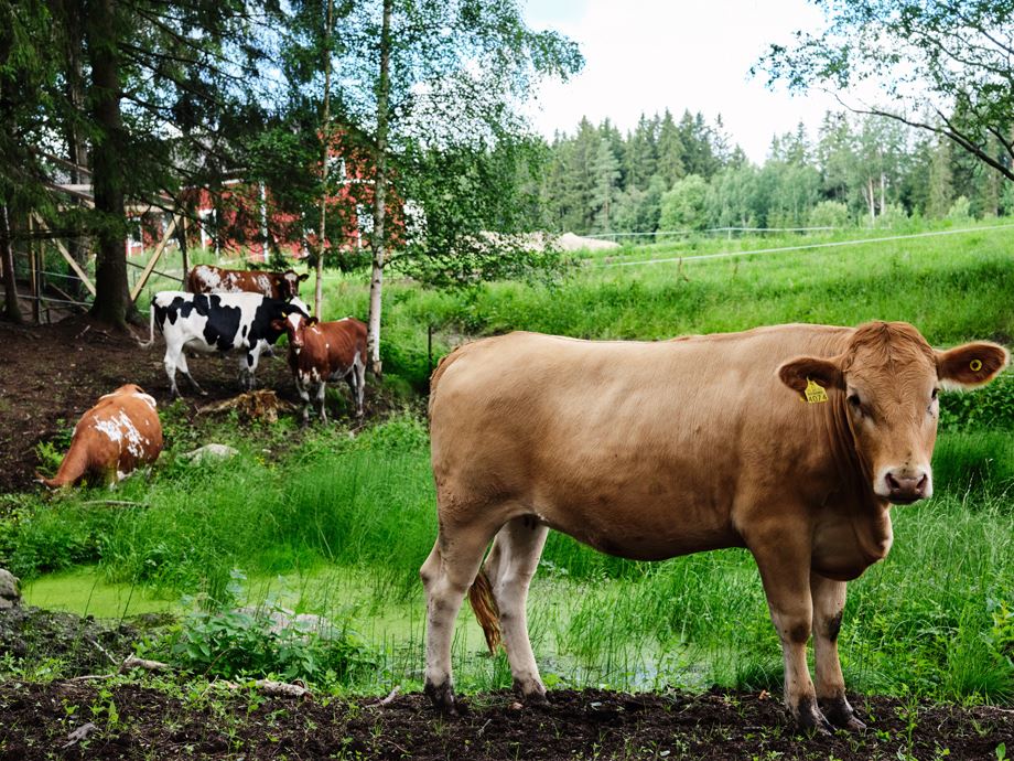 Valio joins international campaign to make the assessment of nature ...