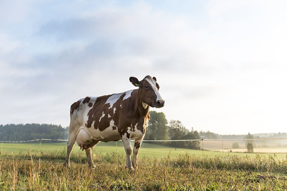 Valio’s year 2019: exports up, moderate growth in net sales, and ...