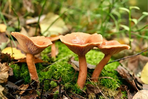 Pieni sieniopas - Valio