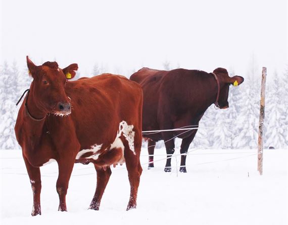 Iloa ja terveyttä talviulkoilusta - Valio