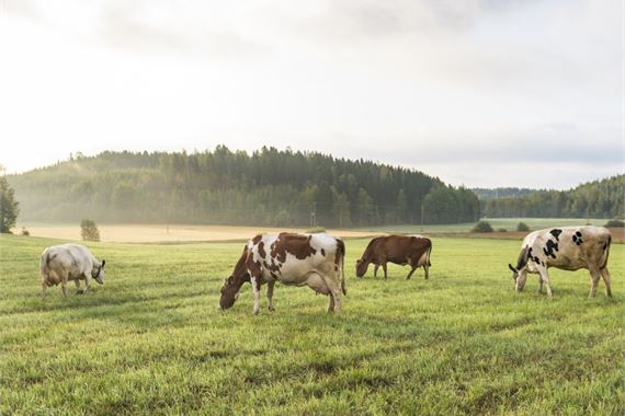 Valio’s Climate Programme - valio.com