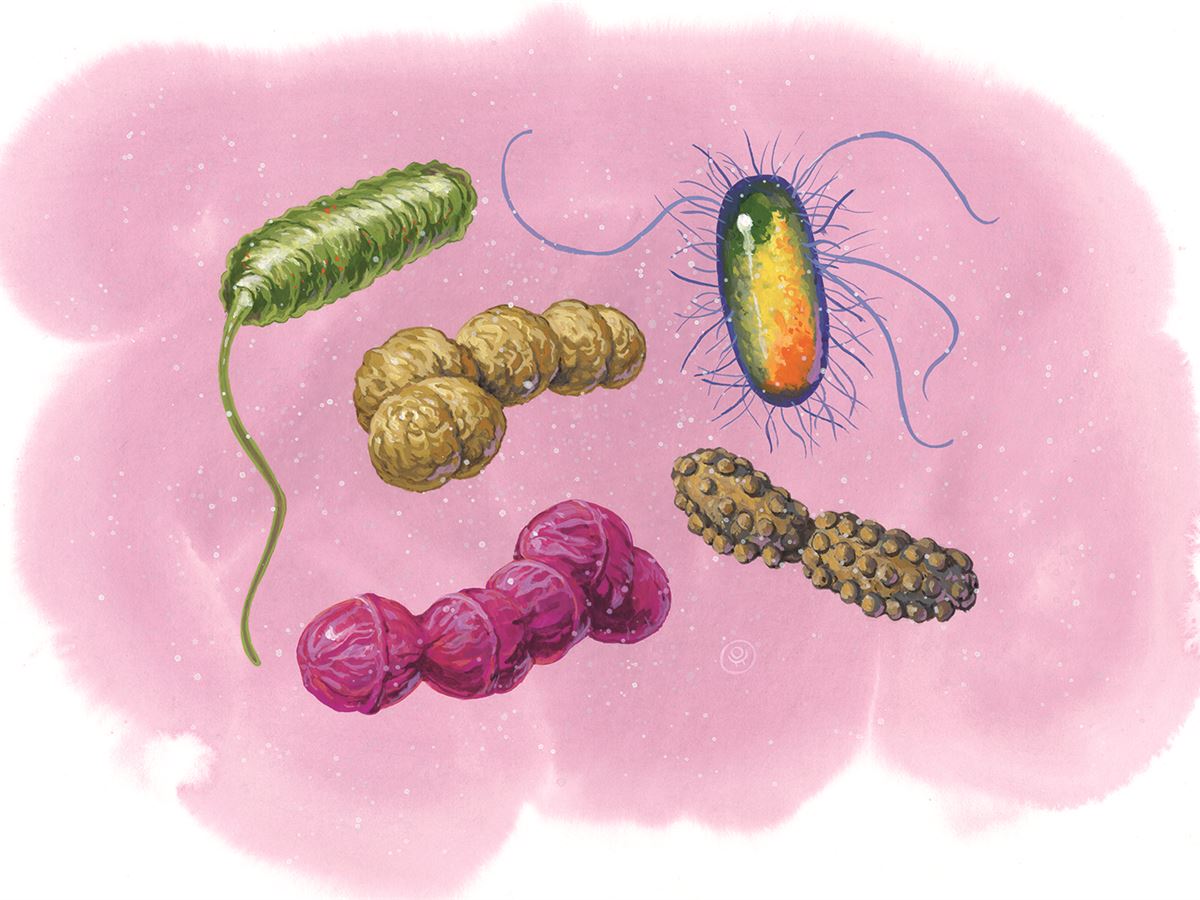 Streptococcus uberis – uutta tietoa | Valio