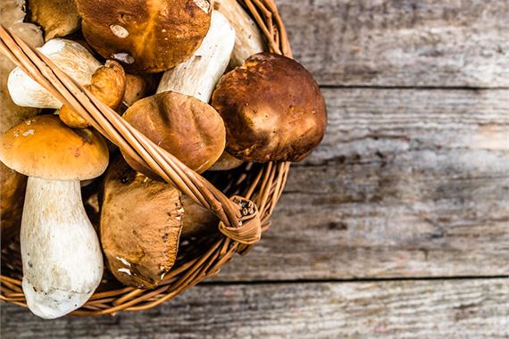 Pieni sieniopas - Valio