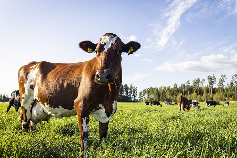 Valio to give a new financial incentive to dairy farmers: the goal is ...