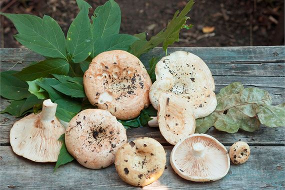 Pieni sieniopas - Valio