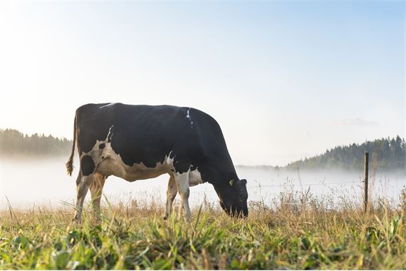 Valio’s Climate Programme - valio.com